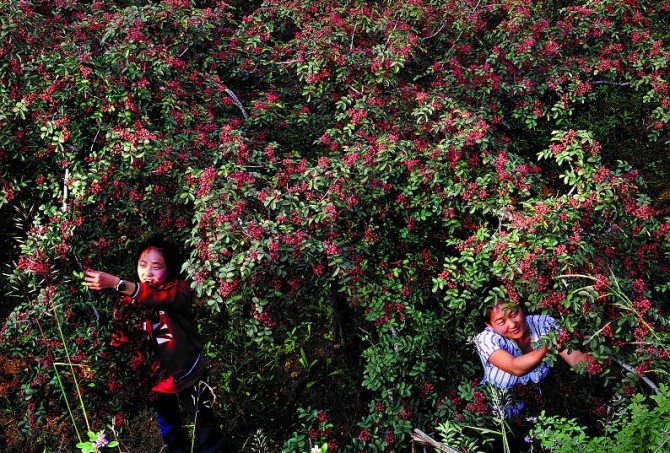 Red Sichuan Pepper wholesale - Manna Foods